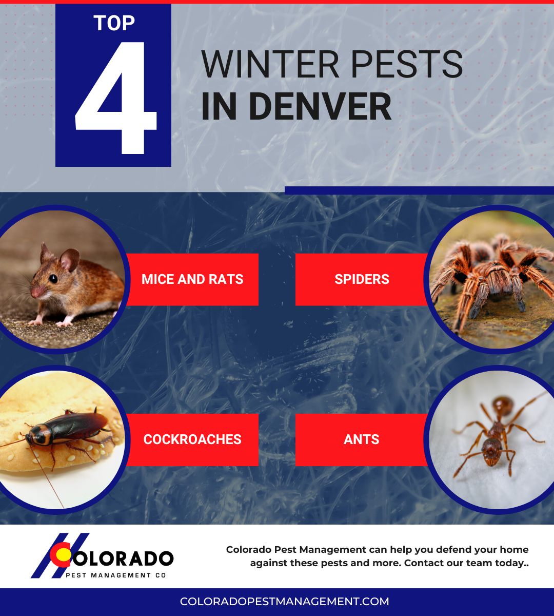 Top 4 Winter Pests in Denver and How to Defend Against Them - Colorado ...