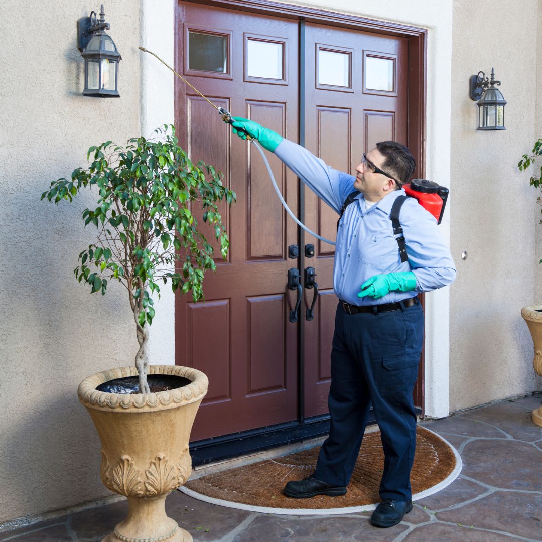 Key Differences Between DIY and Professional Pest Control Services