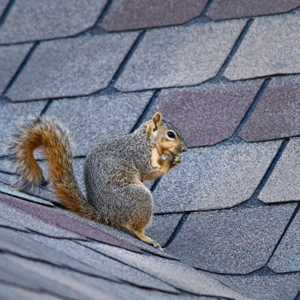 Signs of Fall Pests - Keep an Eye Out as the Temperature Drops