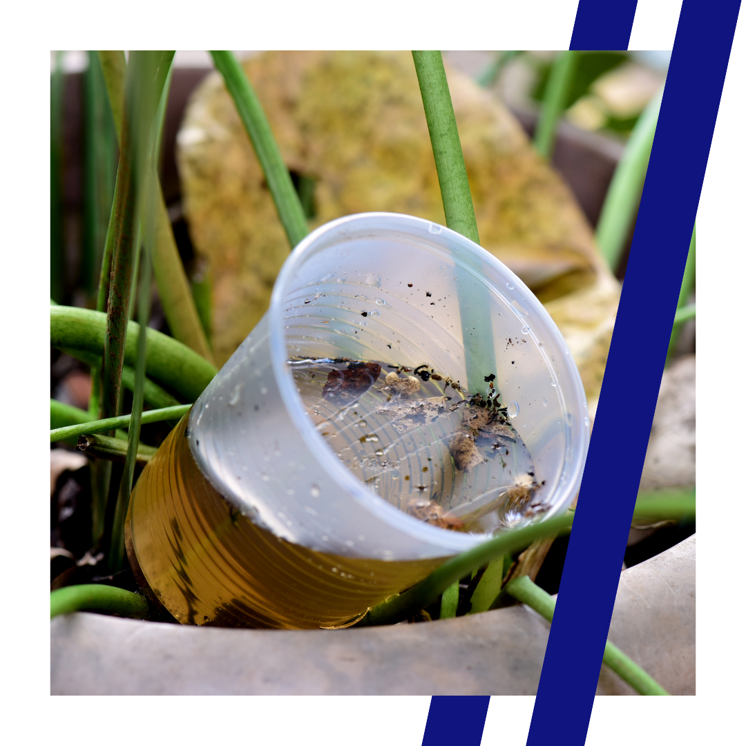 Mosquito Control Tips for a Bite-Free Summer – Call Now!